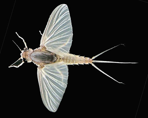 Esopus Creek Hatch Chart:Nymphs