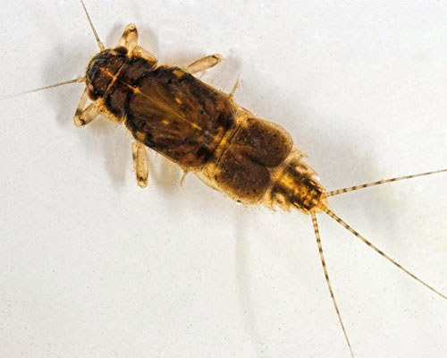 Esopus Creek Hatch Chart:Nymphs