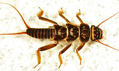 Esopus Creek Hatch Chart:Nymphs